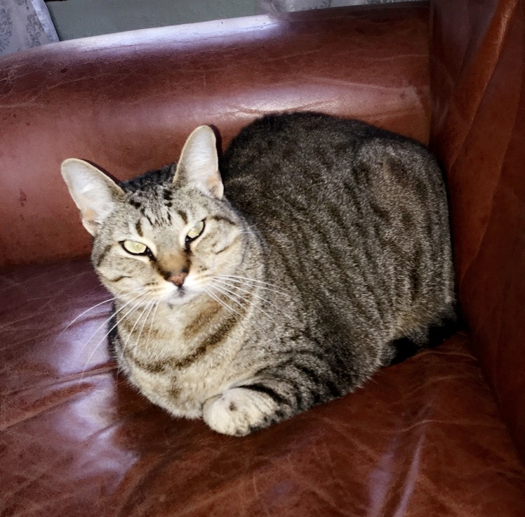 Missing Cats – CATs Bermuda