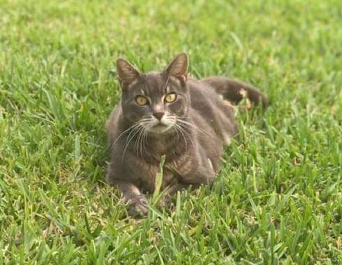 Adoptions – CATs Bermuda