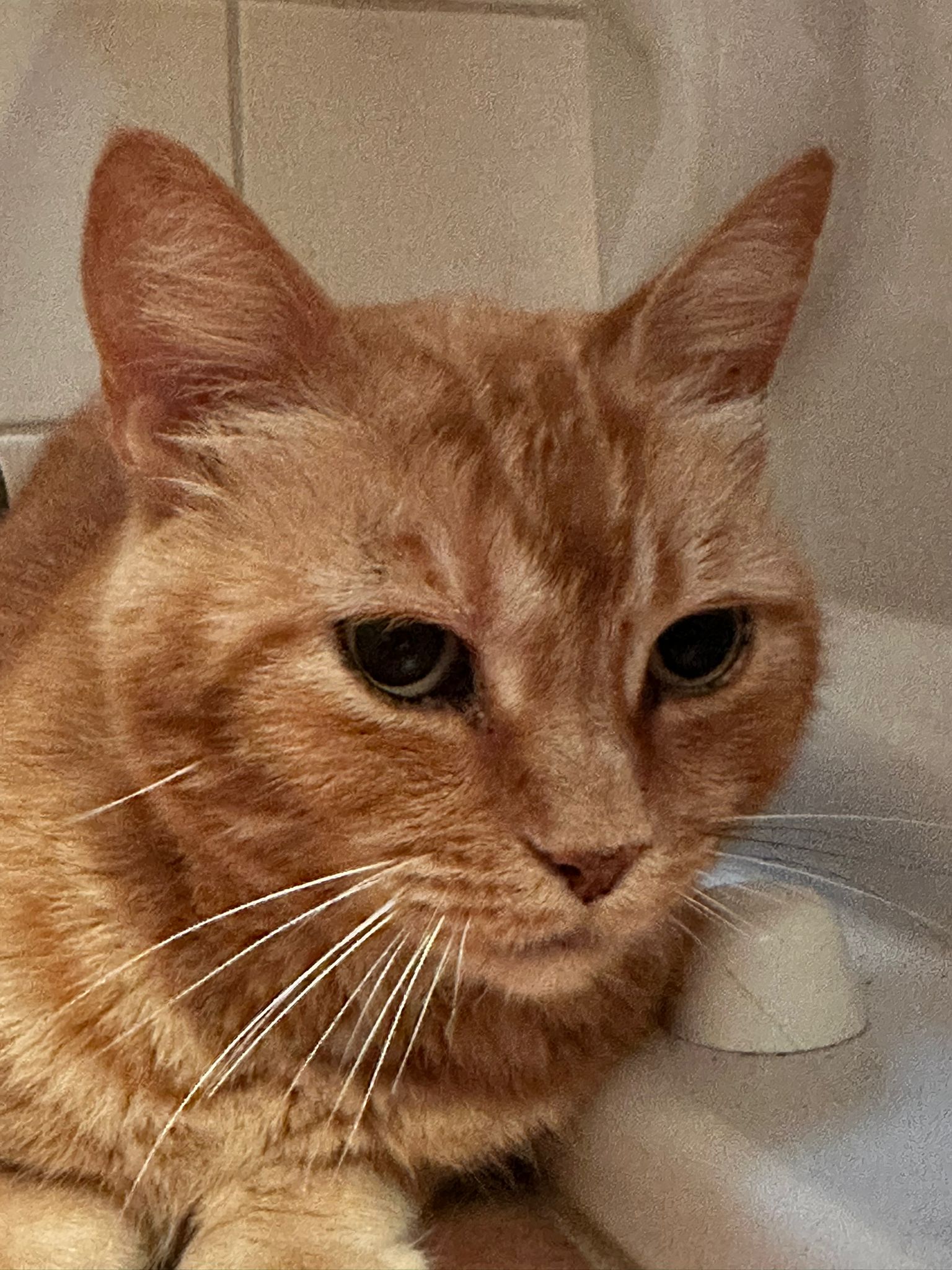 Success Stories – CATs Bermuda