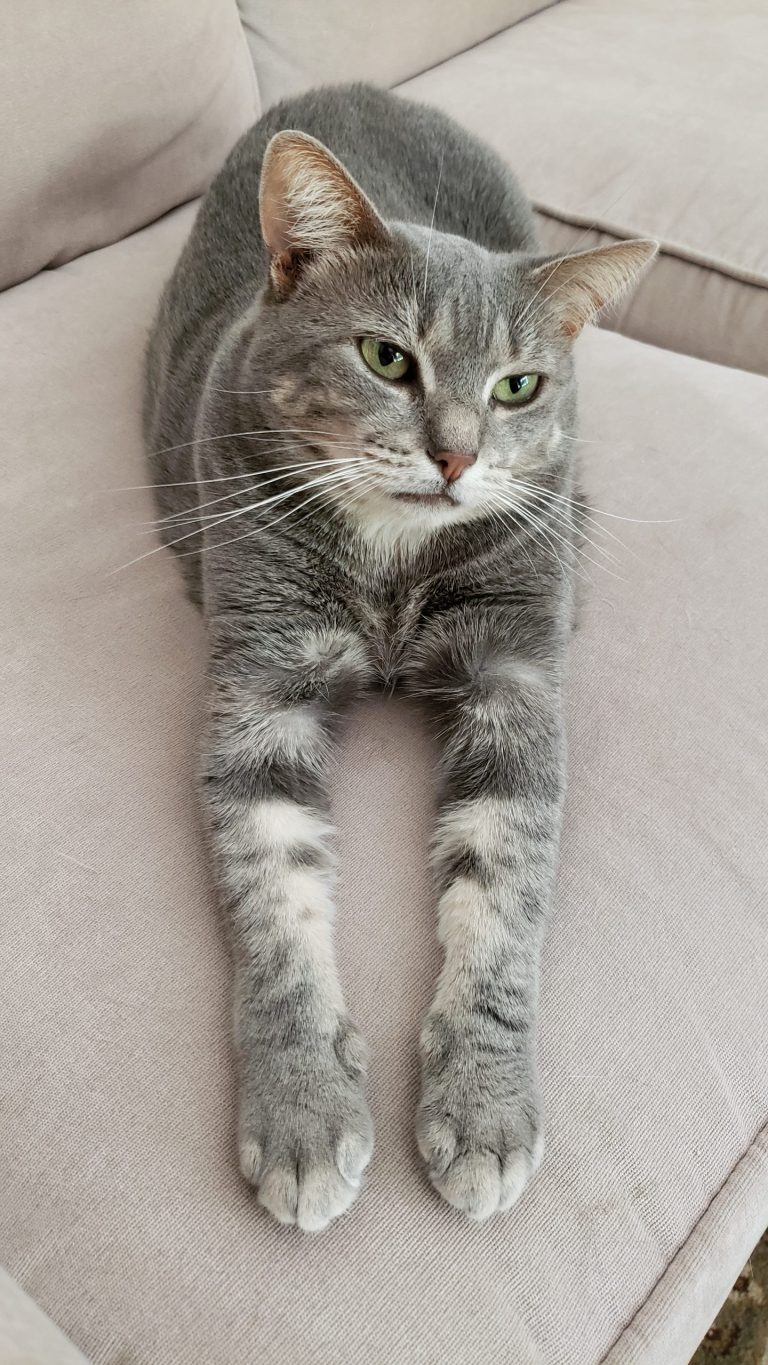Missing Cats – CATs Bermuda