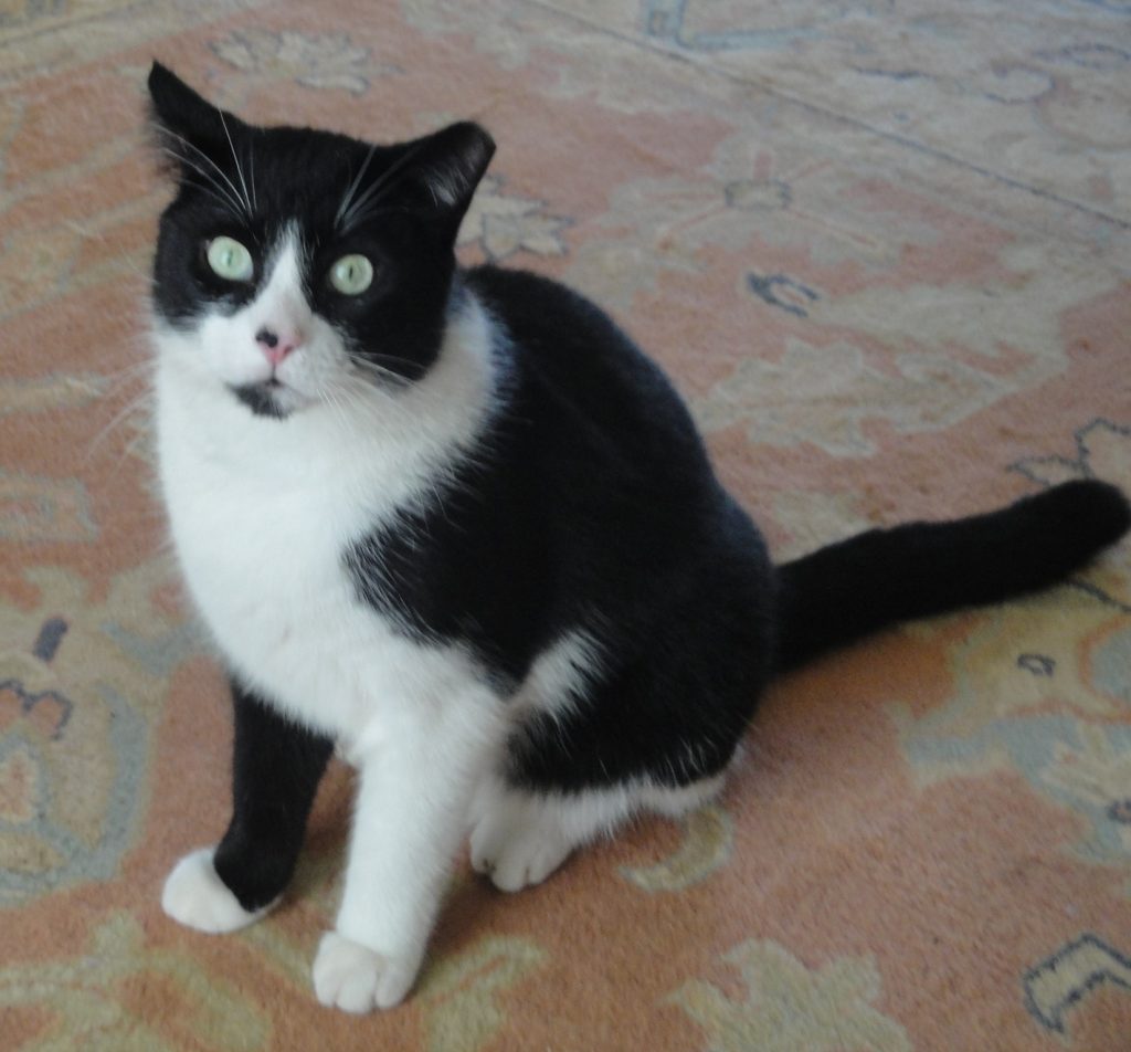 Missing Cats – CATs Bermuda