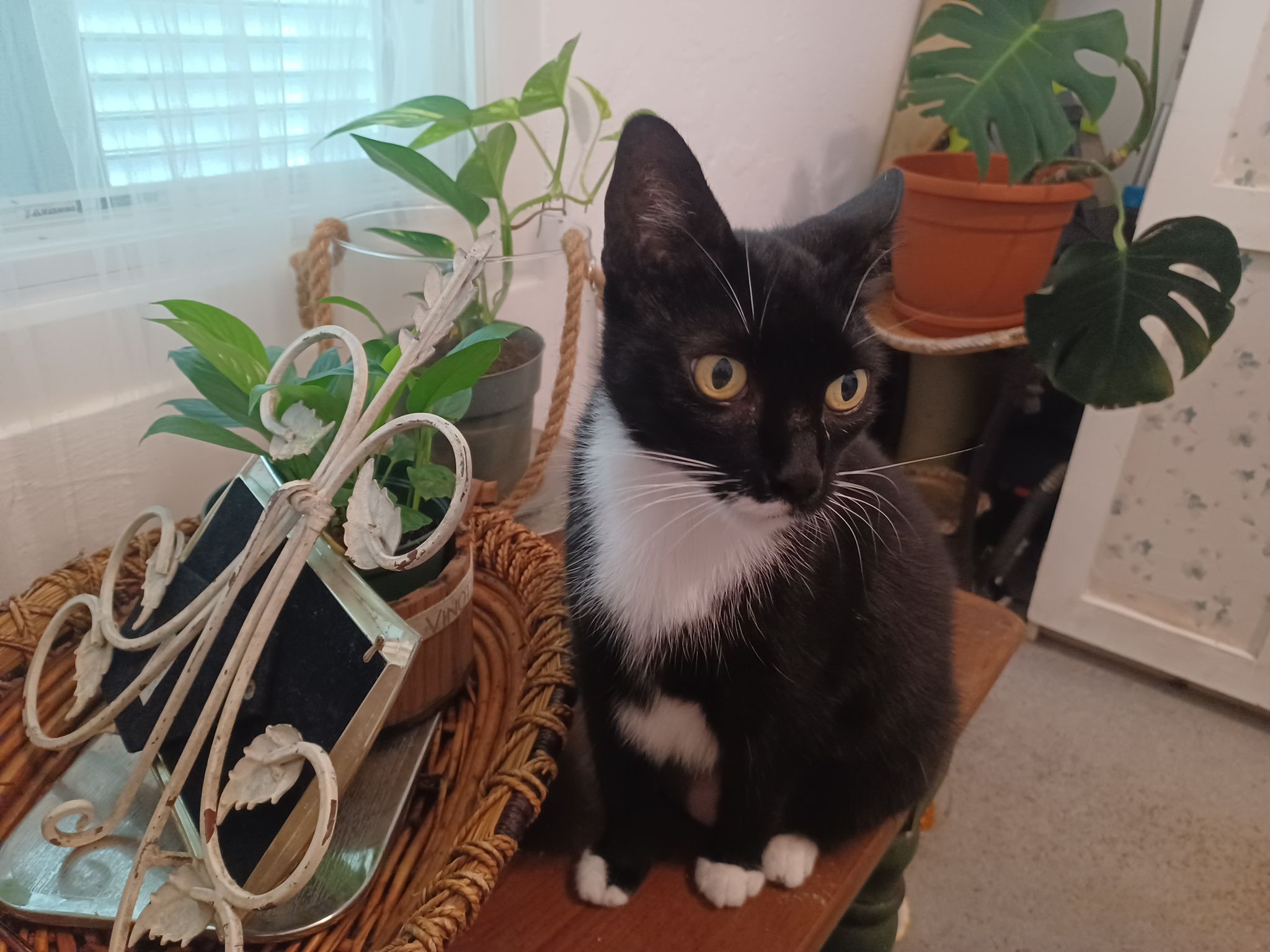 Mimi – CATs Bermuda